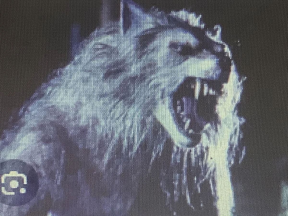 Ted Wolf | Animal of the world Wiki | Fandom