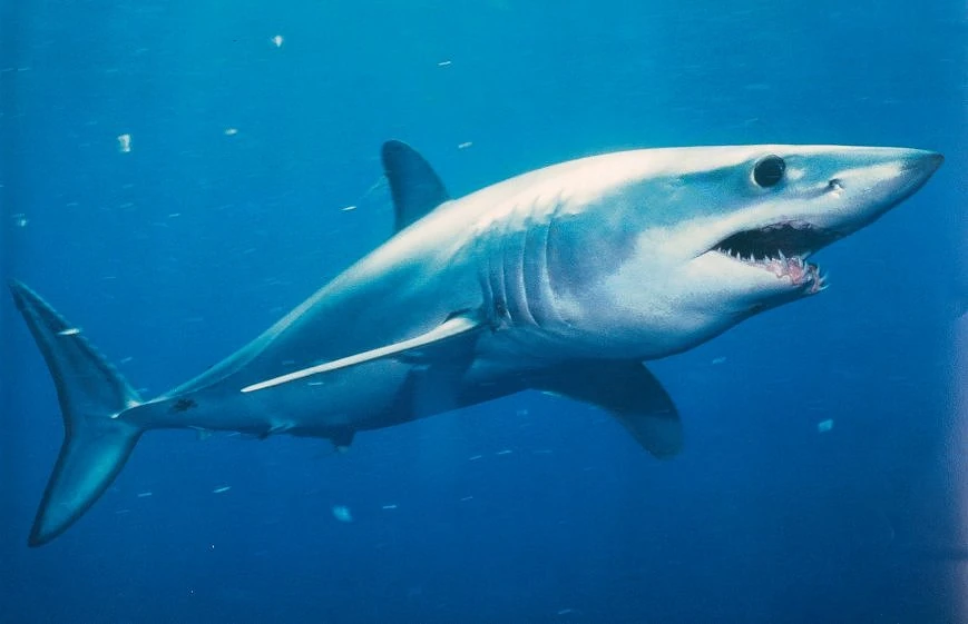 Mako Shark | Animal of the world Wiki | Fandom