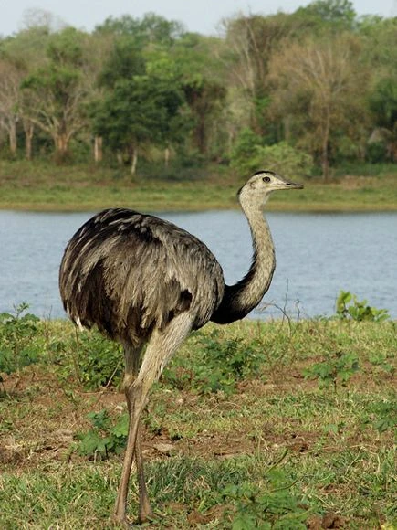 Greater Rhea | Animal of the world Wiki | Fandom