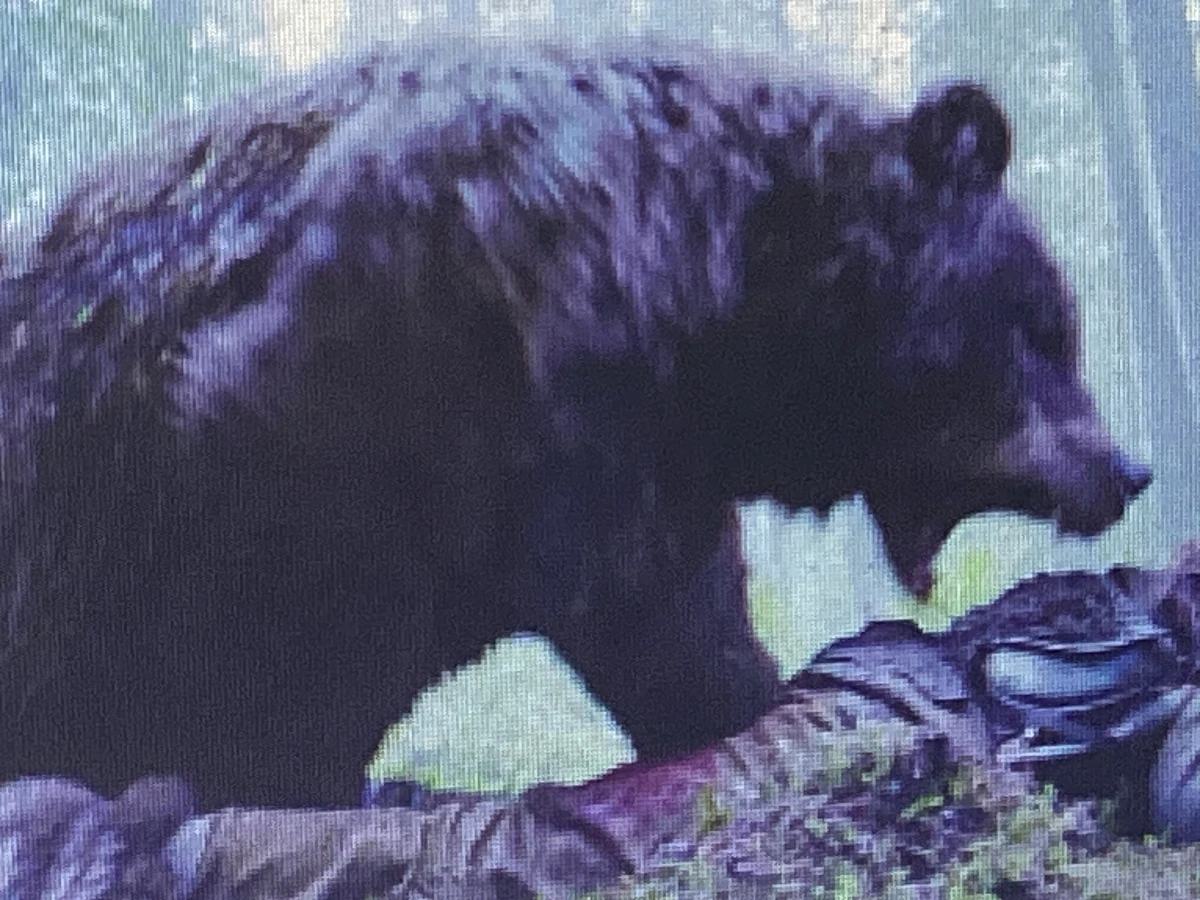 Bear (The Revenant) | Animal of the world Wiki | Fandom