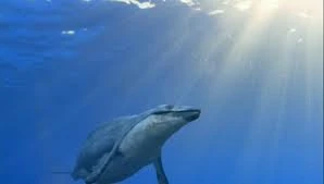 Basilosaurus | Animal of the world Wiki | Fandom