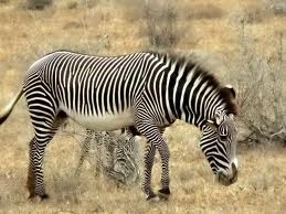 Zebra | Animal of the world Wiki | Fandom