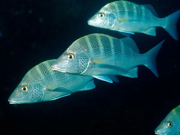 Dog Snapper | Animal of the world Wiki | Fandom