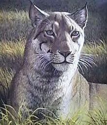 Adelphailurus | Animal of the world Wiki | Fandom