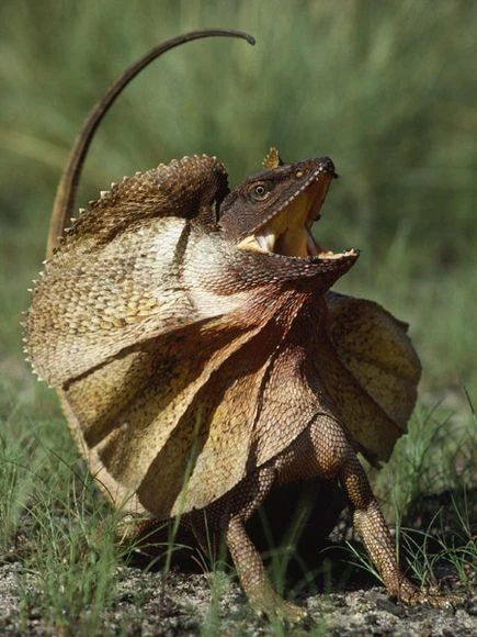 Frilled Lizard | Animal of the world Wiki | Fandom