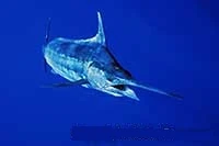 Blue Marlin | Animal of the world Wiki | Fandom