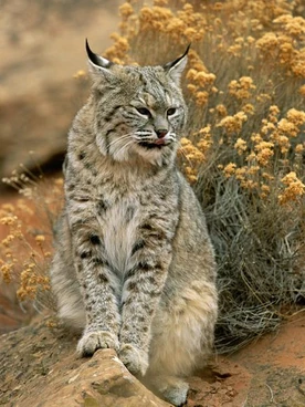 Bobcat | Animal of the world Wiki | Fandom