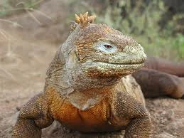 Galapagos Land Iguana | Animal of the world Wiki | Fandom