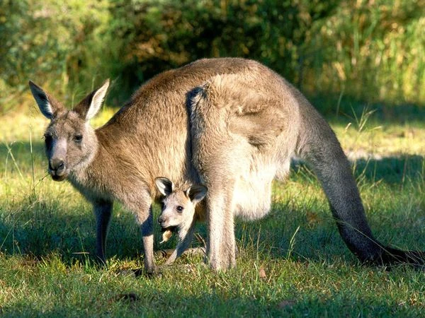 Eastern Gray Kangaroo | Animal of the world Wiki | Fandom