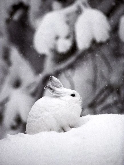 Snowshoe Hare | Animal of the world Wiki | Fandom