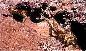 Cynodont | Animal of the world Wiki | Fandom