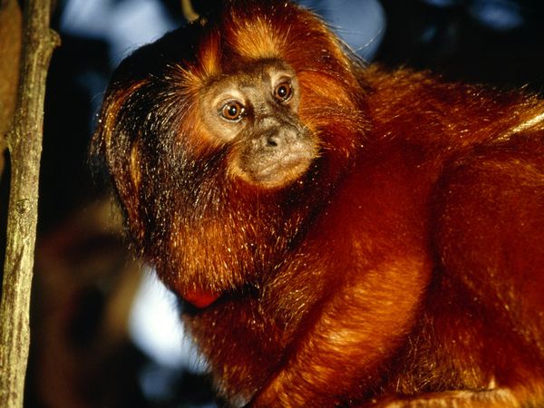 Golden Lion Tamarin | Animal of the world Wiki | Fandom