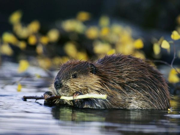 Beaver | Animal of the world Wiki | Fandom