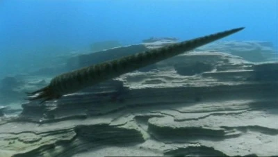 Giant Orthocone | Animal of the world Wiki | Fandom