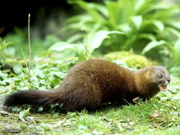 European Mink | Animal of the world Wiki | Fandom