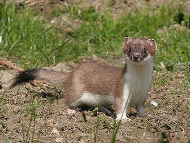 Stoat | Animal of the world Wiki | Fandom