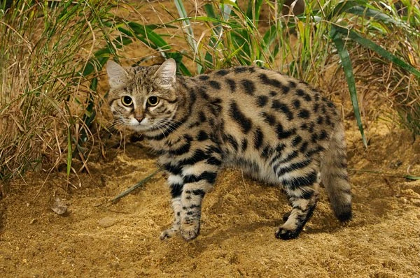 Black-Footed Cat | Animal of the world Wiki | Fandom