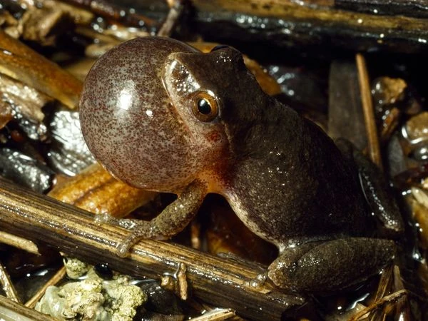 Spring Peeper | Animal of the world Wiki | Fandom