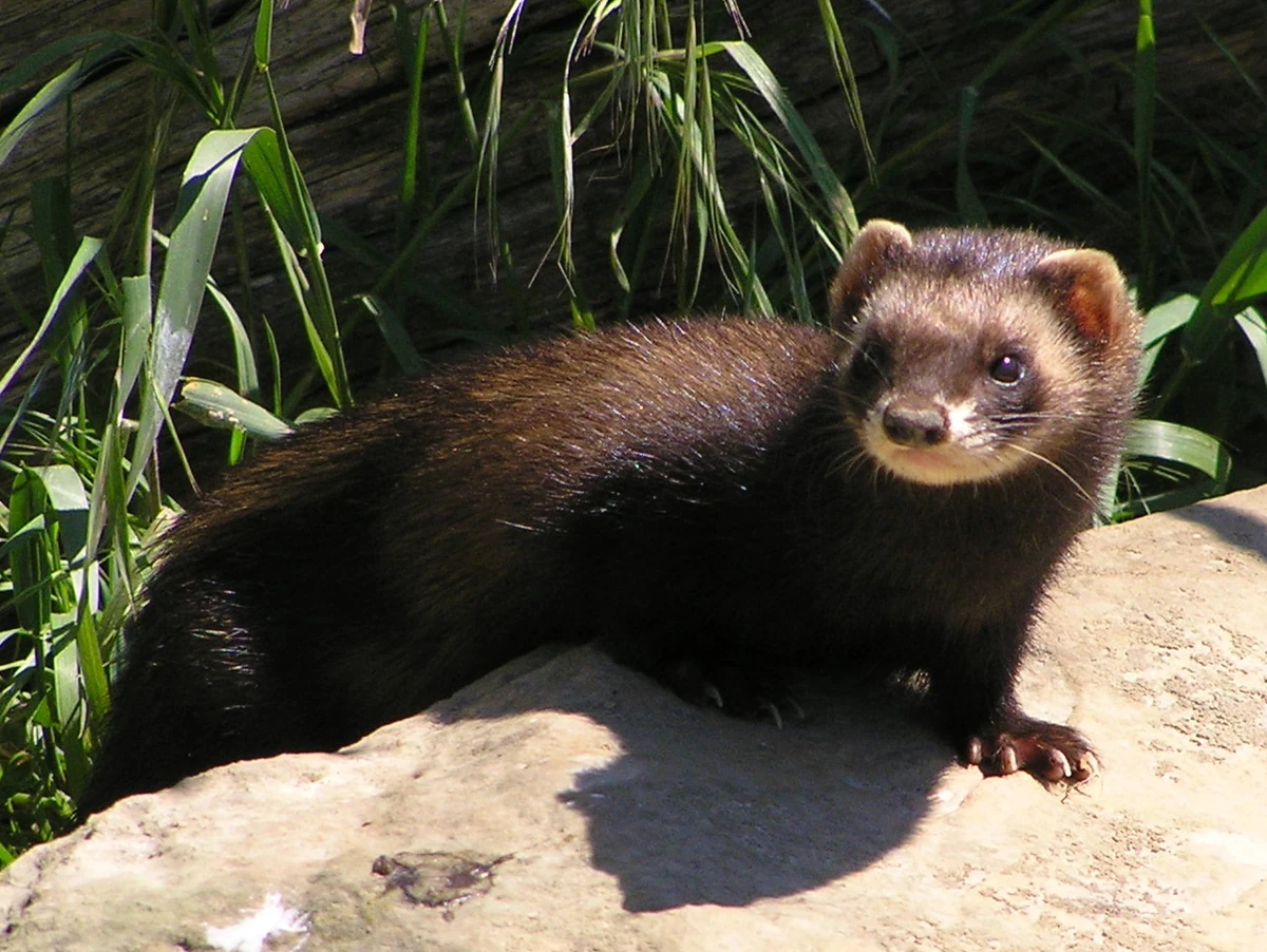 Polecat | Animal of the world Wiki | Fandom