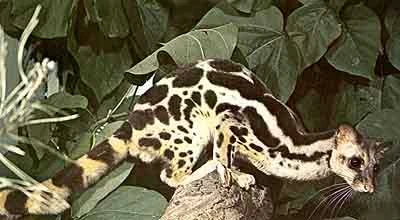 Banded Linsang | Animal of the world Wiki | Fandom