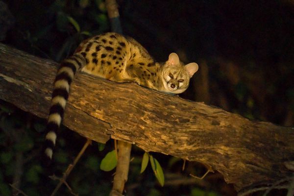 Crested Genet | Animal of the world Wiki | Fandom