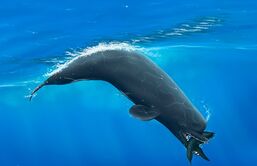 Acrophyseter | Animal of the world Wiki | Fandom