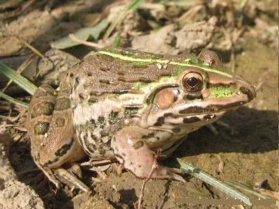 Indian Bullfrog | Animal of the world Wiki | Fandom