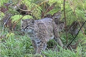 Kodkod | Animal of the world Wiki | Fandom