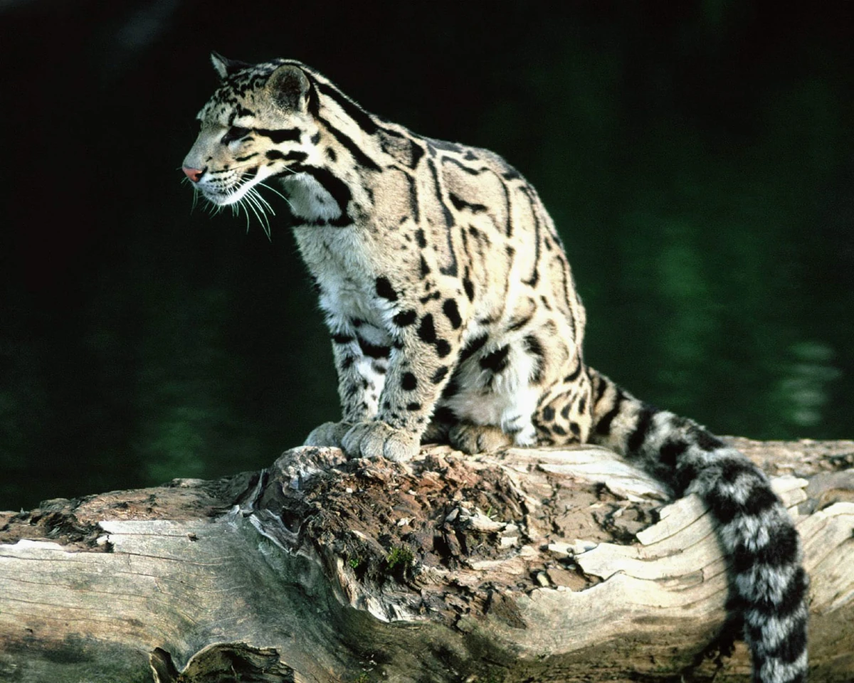 Sunda Clouded Leopard | Animal of the world Wiki | Fandom