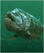 Xiphactinus | Animal of the world Wiki | Fandom