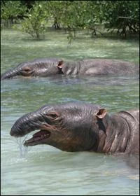 Moeritherium Hippo