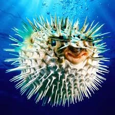 Pufferfish | Animal of the world Wiki | Fandom