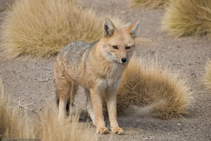 Sechuran Fox | Animal of the world Wiki | Fandom