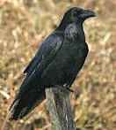 Raven | Animal of the world Wiki | Fandom