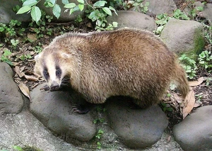 Asian Badger | Animal of the world Wiki | Fandom