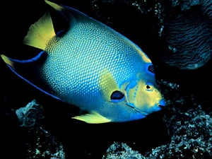 Queen Angelfish | Animal of the world Wiki | Fandom