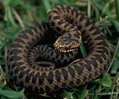 Adder | Animal of the world Wiki | Fandom