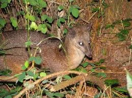 Falanouc | Animal of the world Wiki | Fandom