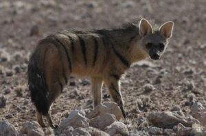 Aardwolf | Animal of the world Wiki | Fandom