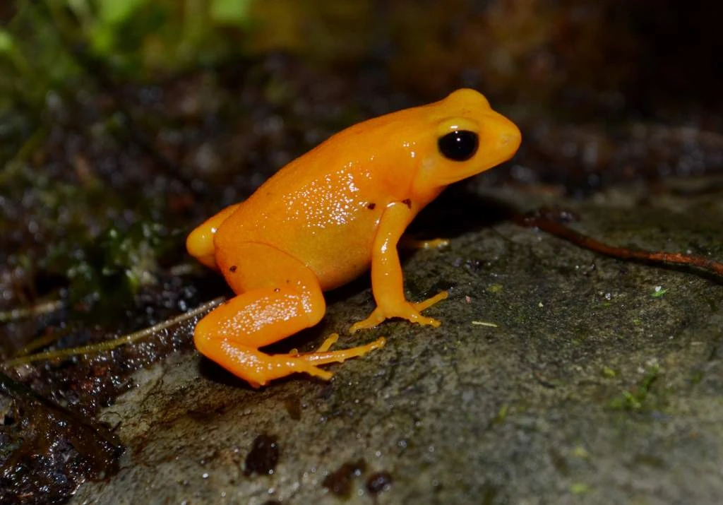 Golden Mantella | Animal of the world Wiki | Fandom