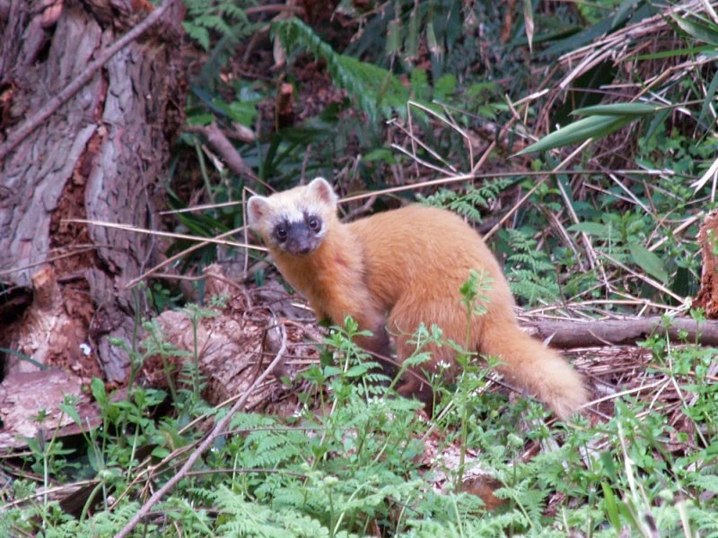 Japanese Marten | Animal of the world Wiki | Fandom
