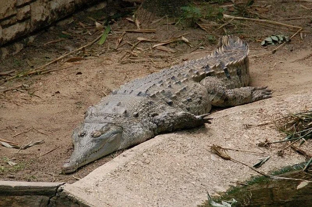 Orinoco Crocodile | Animal of the world Wiki | Fandom