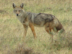 Golden Jackal | Animal of the world Wiki | Fandom