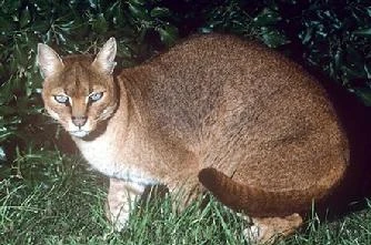 African Golden Cat | Animal of the world Wiki | Fandom