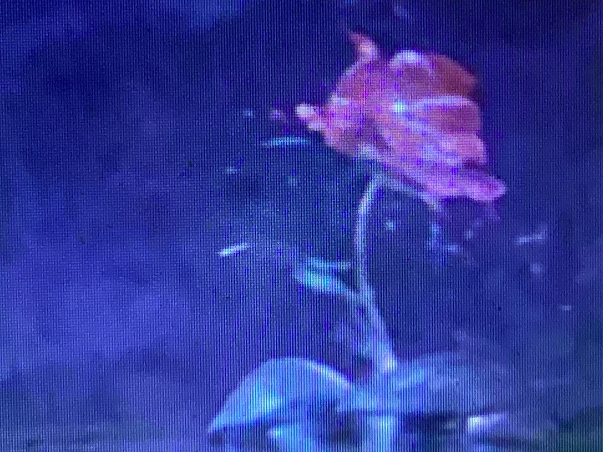 Rose (Shrek 2) | Animal of the world Wiki | Fandom