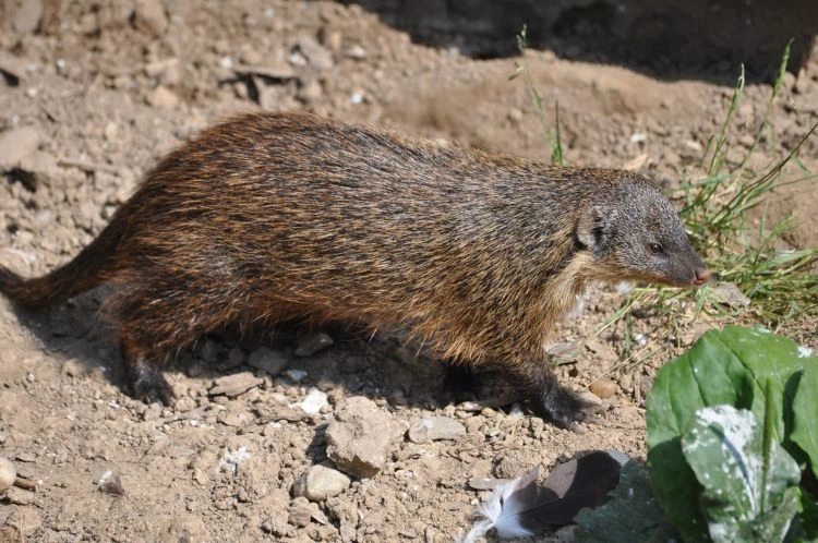 Gambian Mongoose | Animal of the world Wiki | Fandom