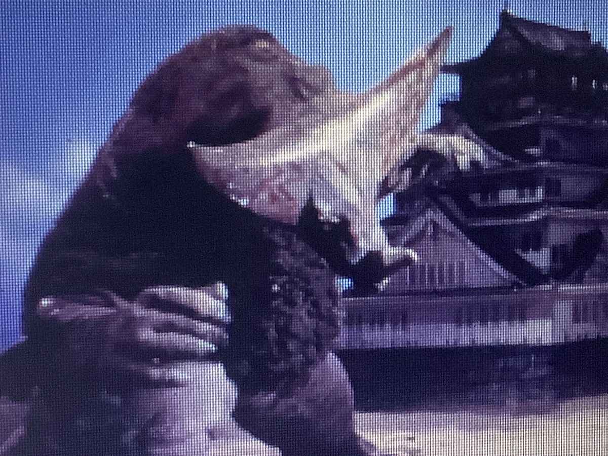 Gomora | Animal of the world Wiki | Fandom