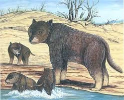 Afrocyon | Animal of the world Wiki | Fandom