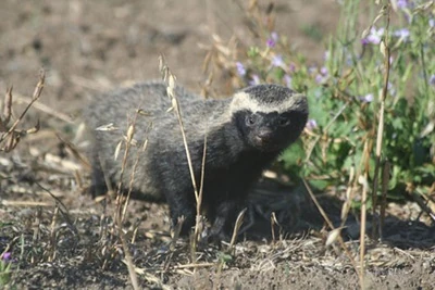 Lesser Grison | Animal of the world Wiki | Fandom