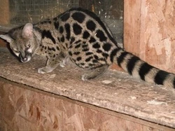 Pardine Genet | Animal of the world Wiki | Fandom